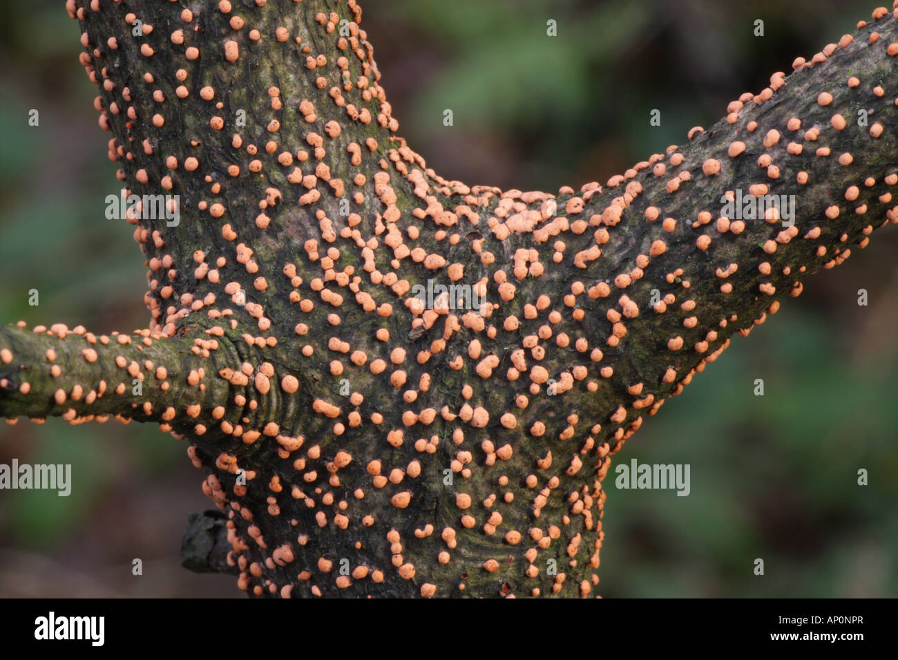 Coral spot fungus hi-res stock photography and images - Alamy