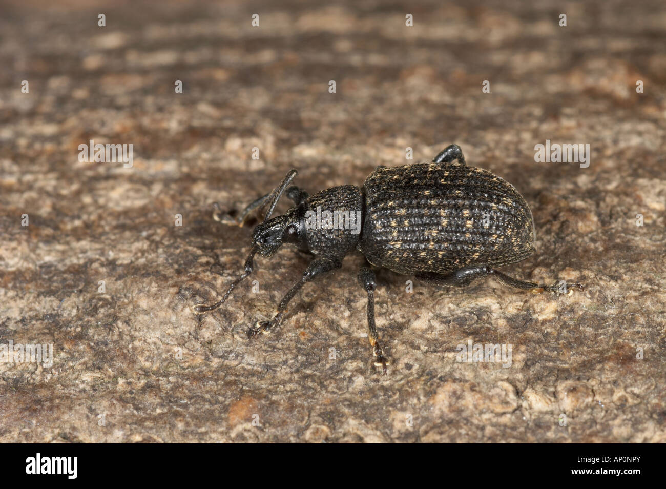 Vine Weevil - Otiorhynchus sulcatus Stock Photo - Alamy