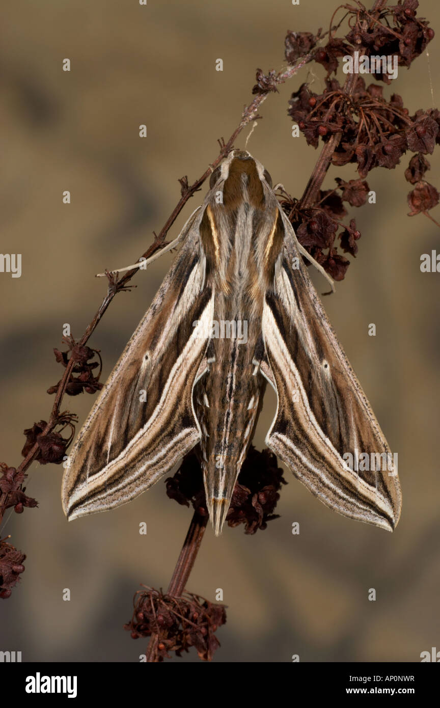 Silver striped hawk moth hi-res stock photography and images - Alamy