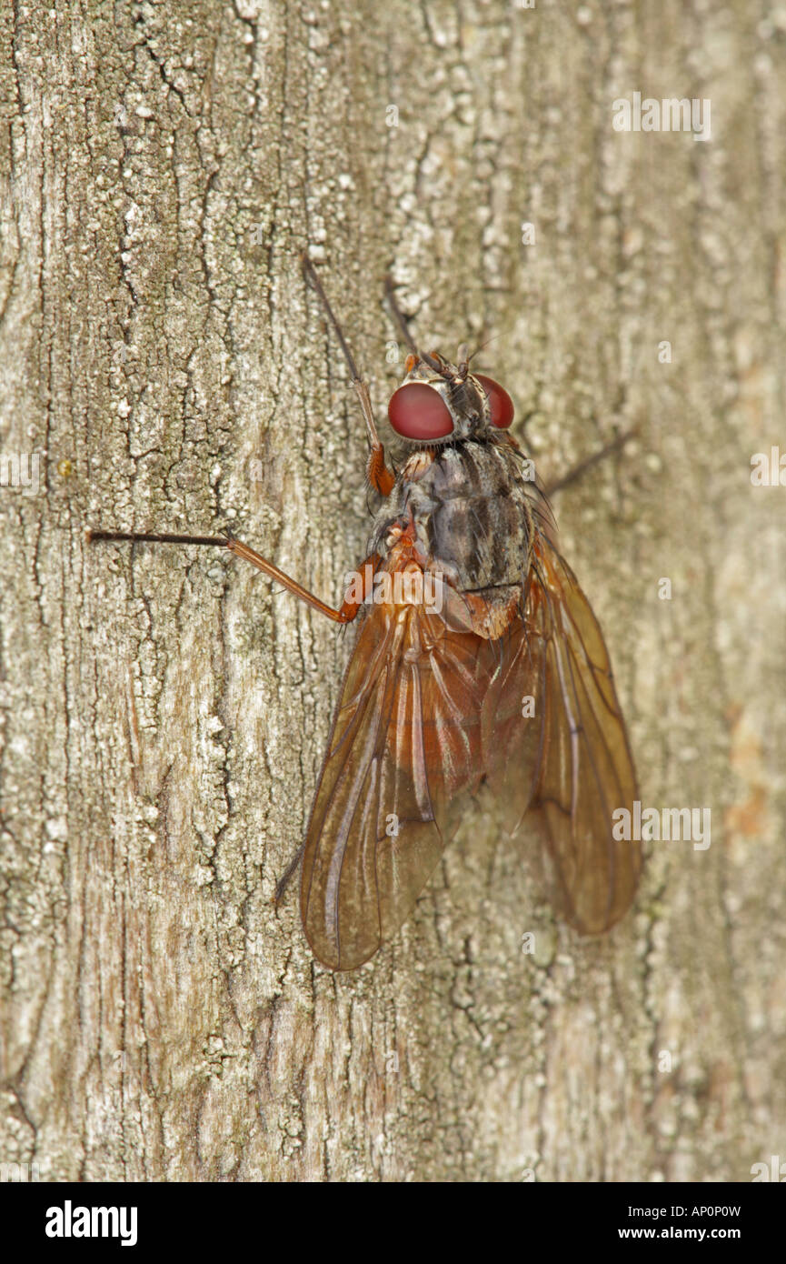 Phaonia subventa hi-res stock photography and images - Alamy