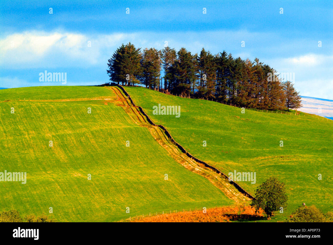 Group of trees standing on top of hillside Stock Photo - Alamy