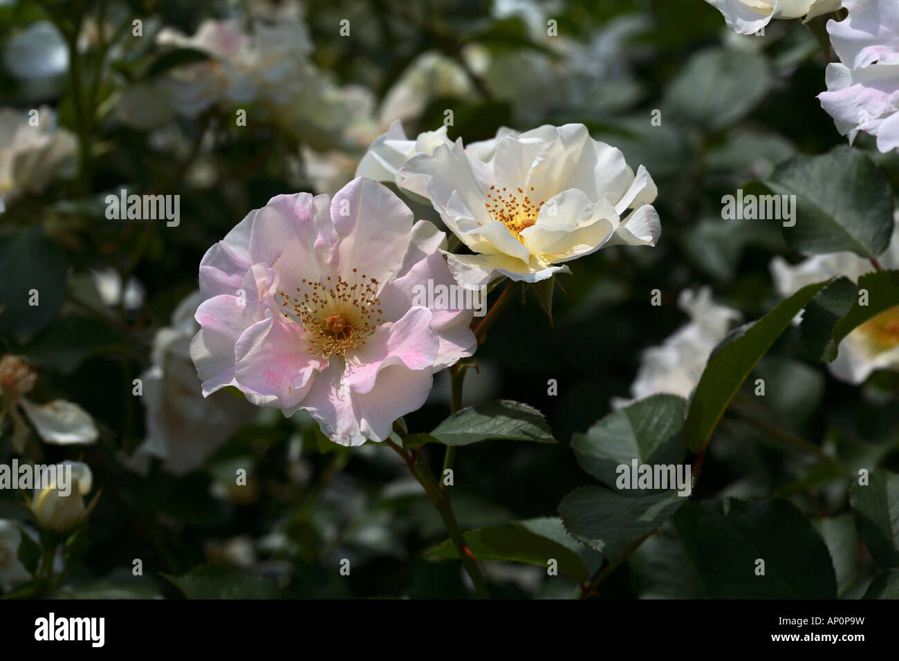 The rose, Elfe at Flower Festival Commemorative Park in Gifu Japan Asia ...