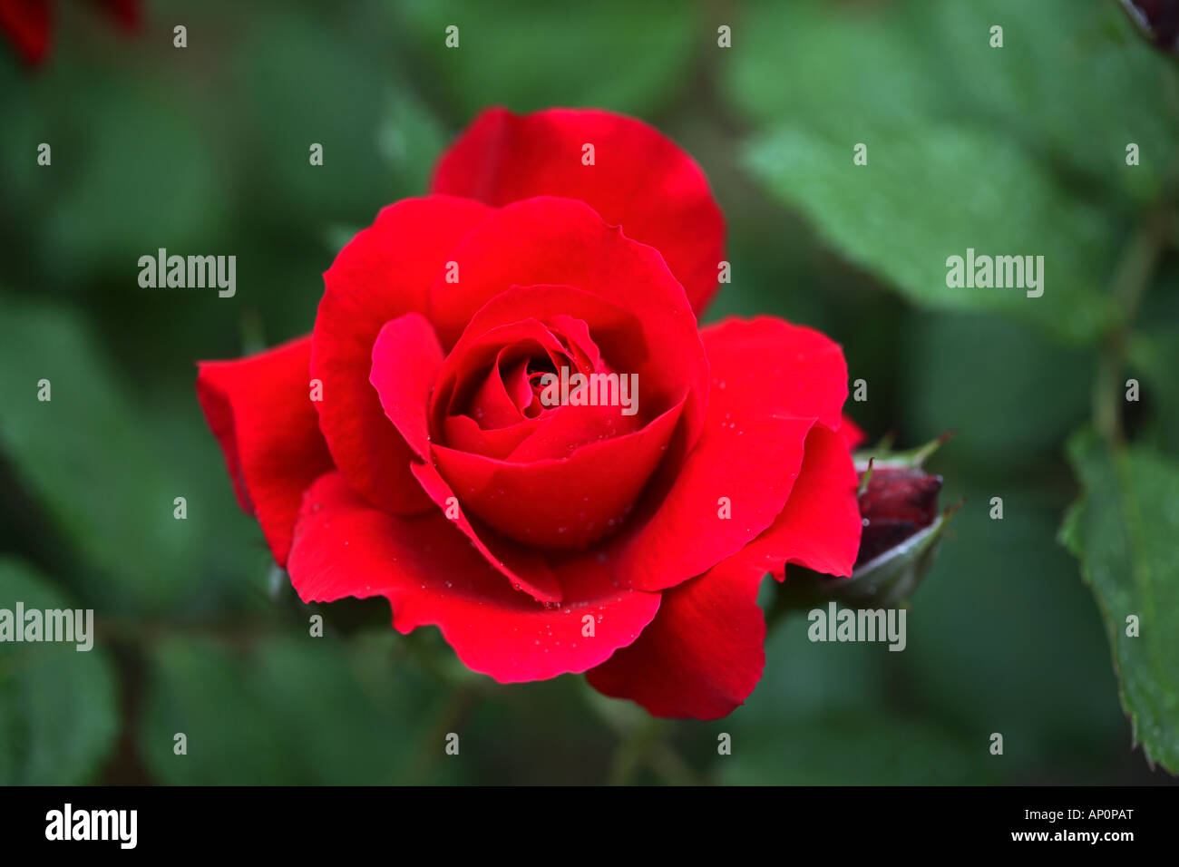 The rose, Rote Flamme at Flower Festival Commemorative Park in Gifu ...