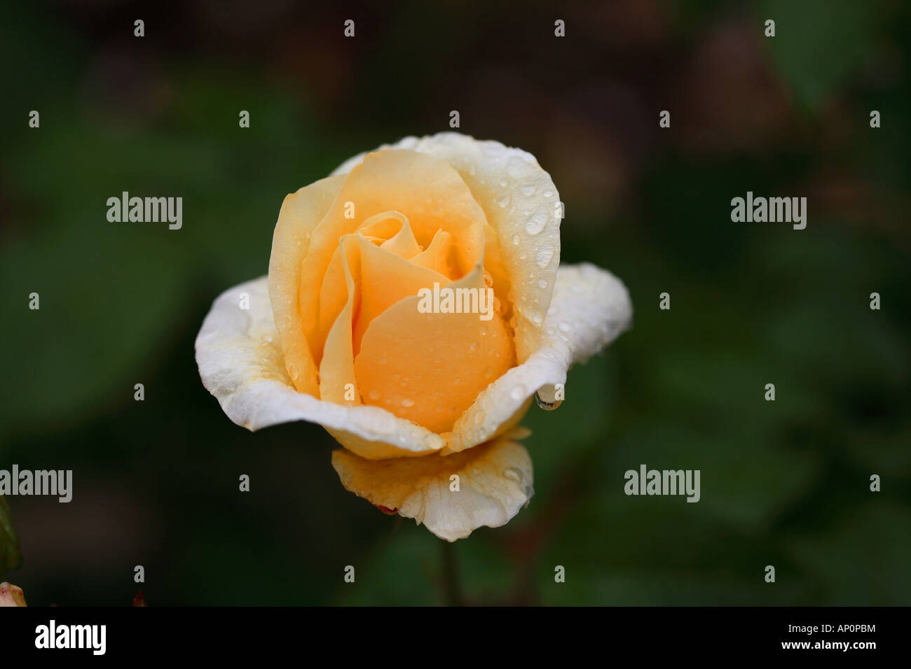 Yellow Queen Elizabeth Rose