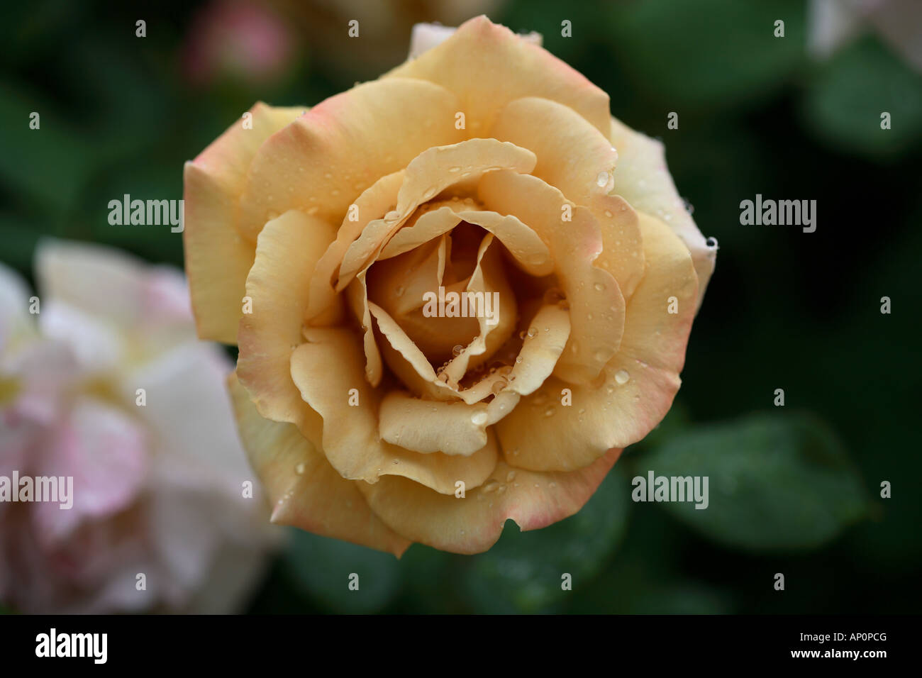 The rose, Meteor at Flower Festival Commemorative Park in Gifu Japan ...