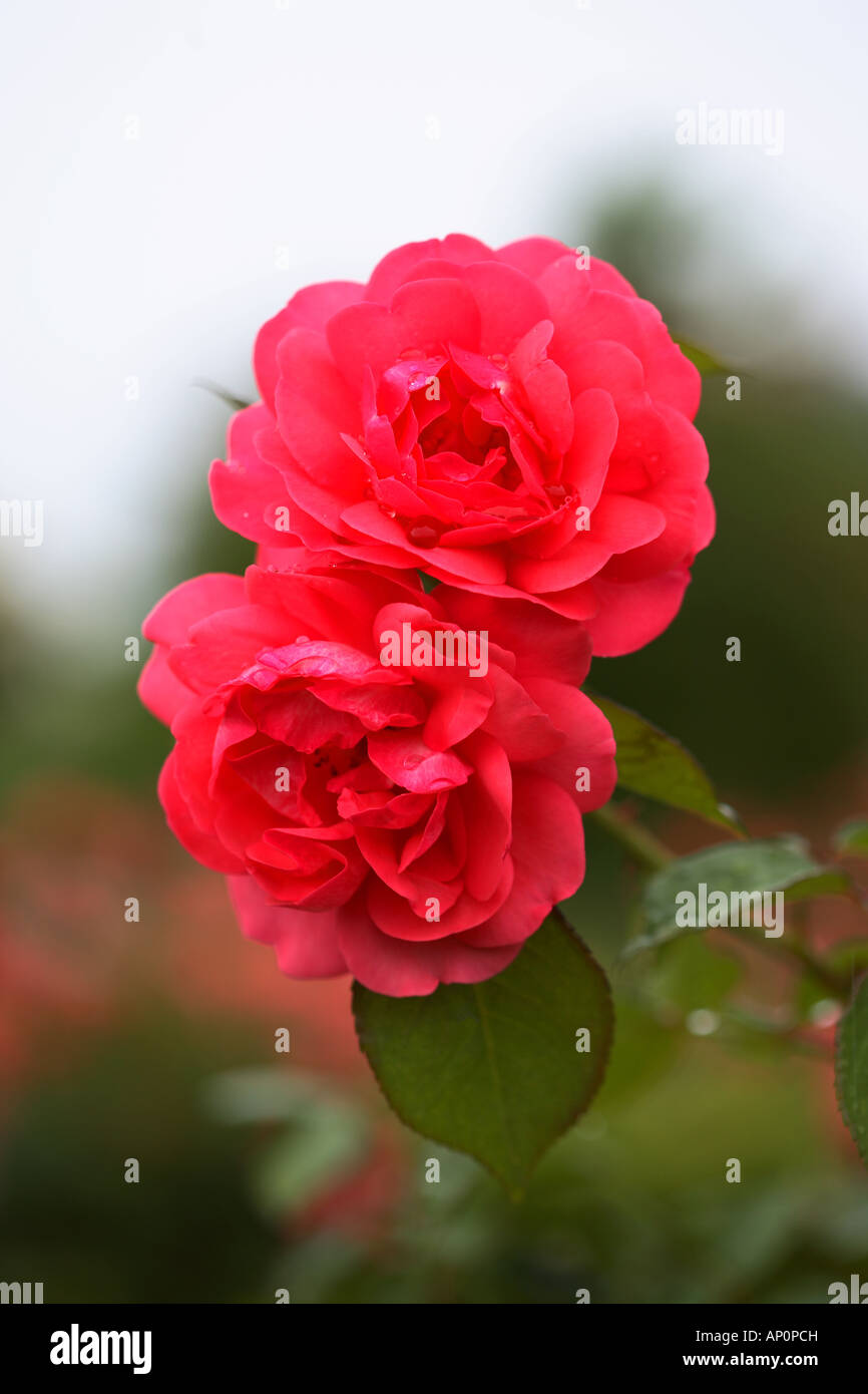 The rose, The Pink Professor at Flower Festival Commemorative Park in ...