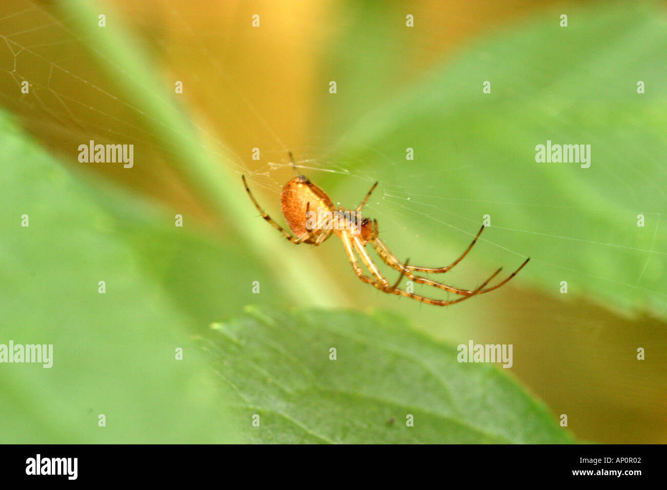 Meta segmentata spider Stock Photo - Alamy