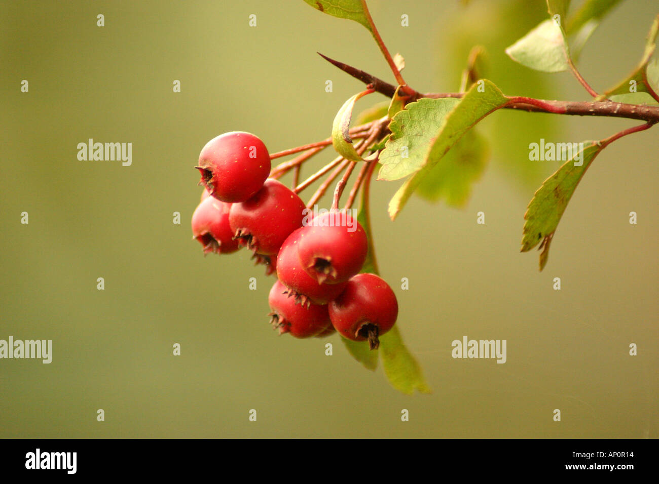 Hawthorn may tree or whitethorn crataegus monogyna berries Stock Photo ...