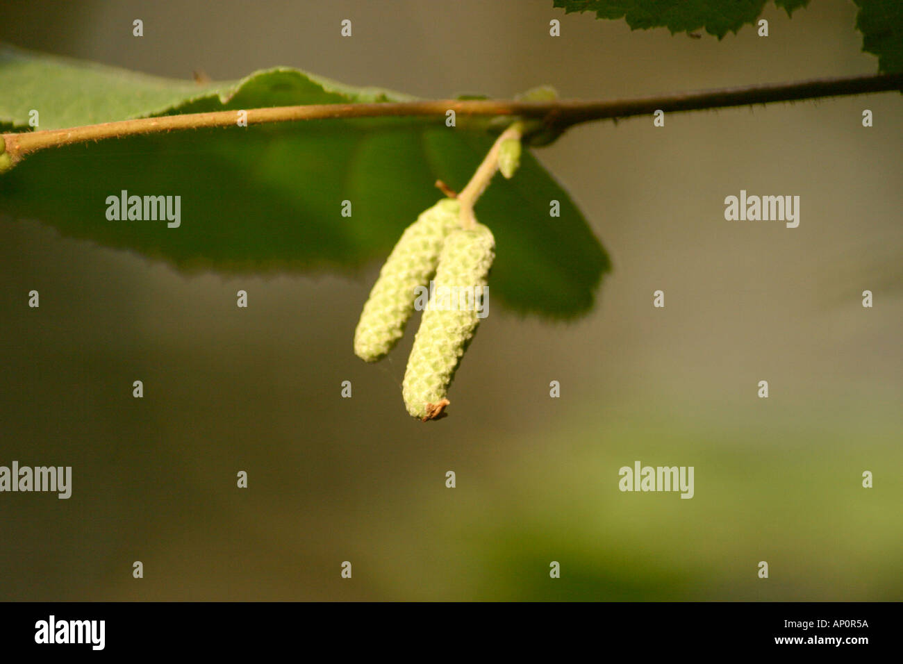 Hazel rods hi-res stock photography and images - Alamy