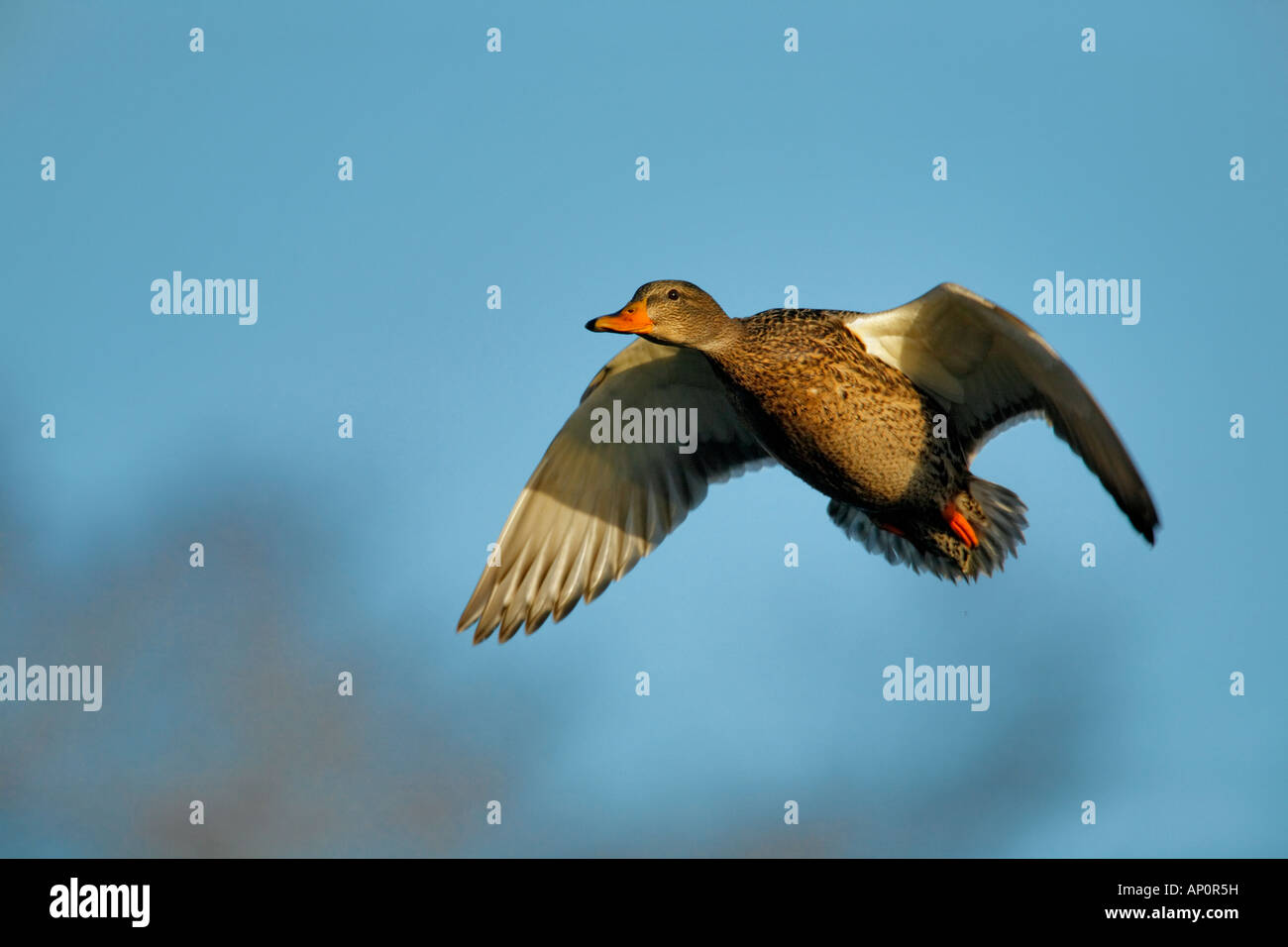 Female duck in flight hi-res stock photography and images - Alamy