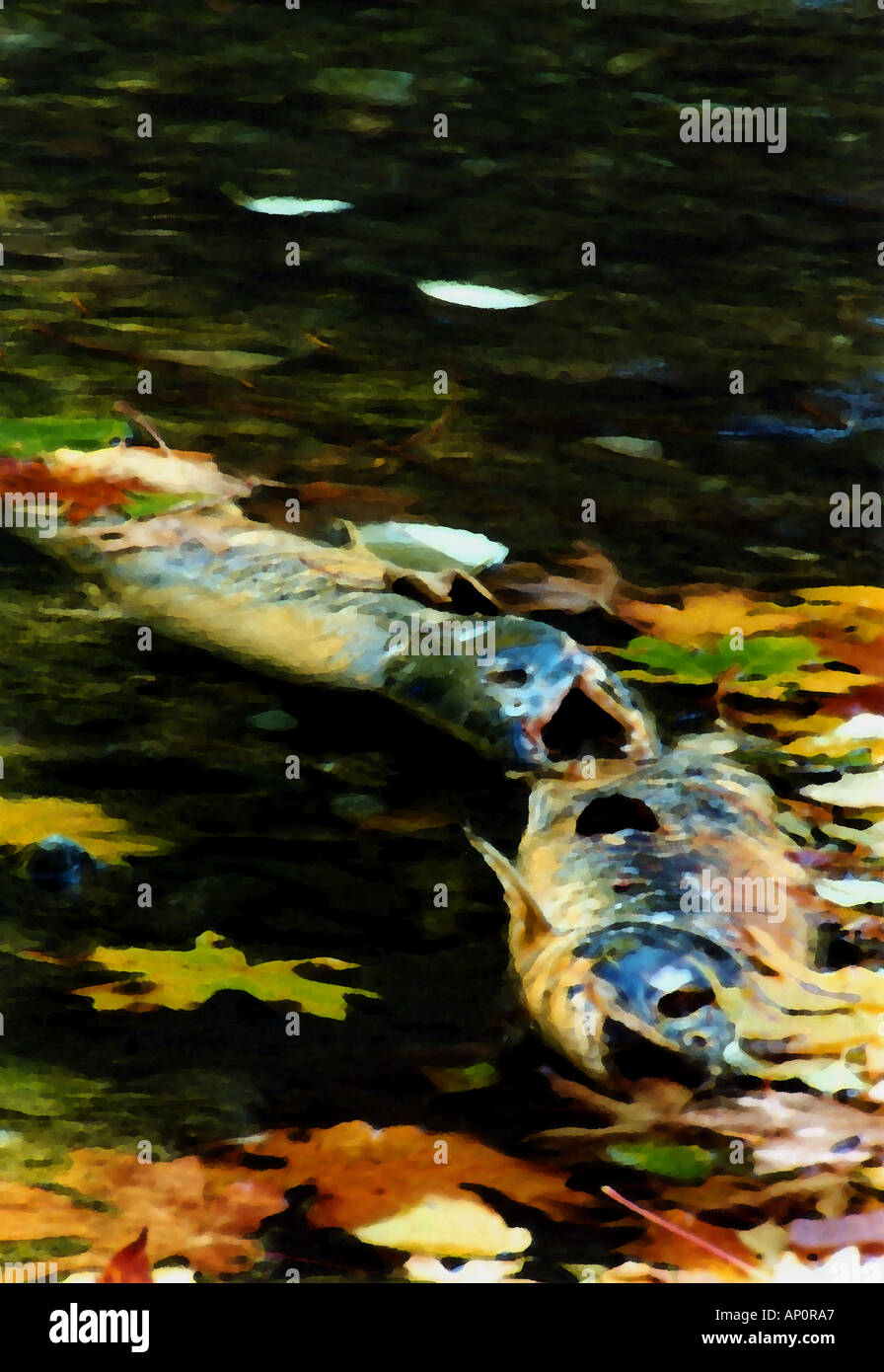 Salmon dead fish after run hi-res stock photography and images - Alamy