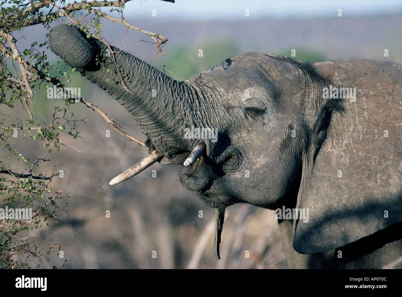 elephant using trunk, Loxodonta africana Stock Photo - Alamy