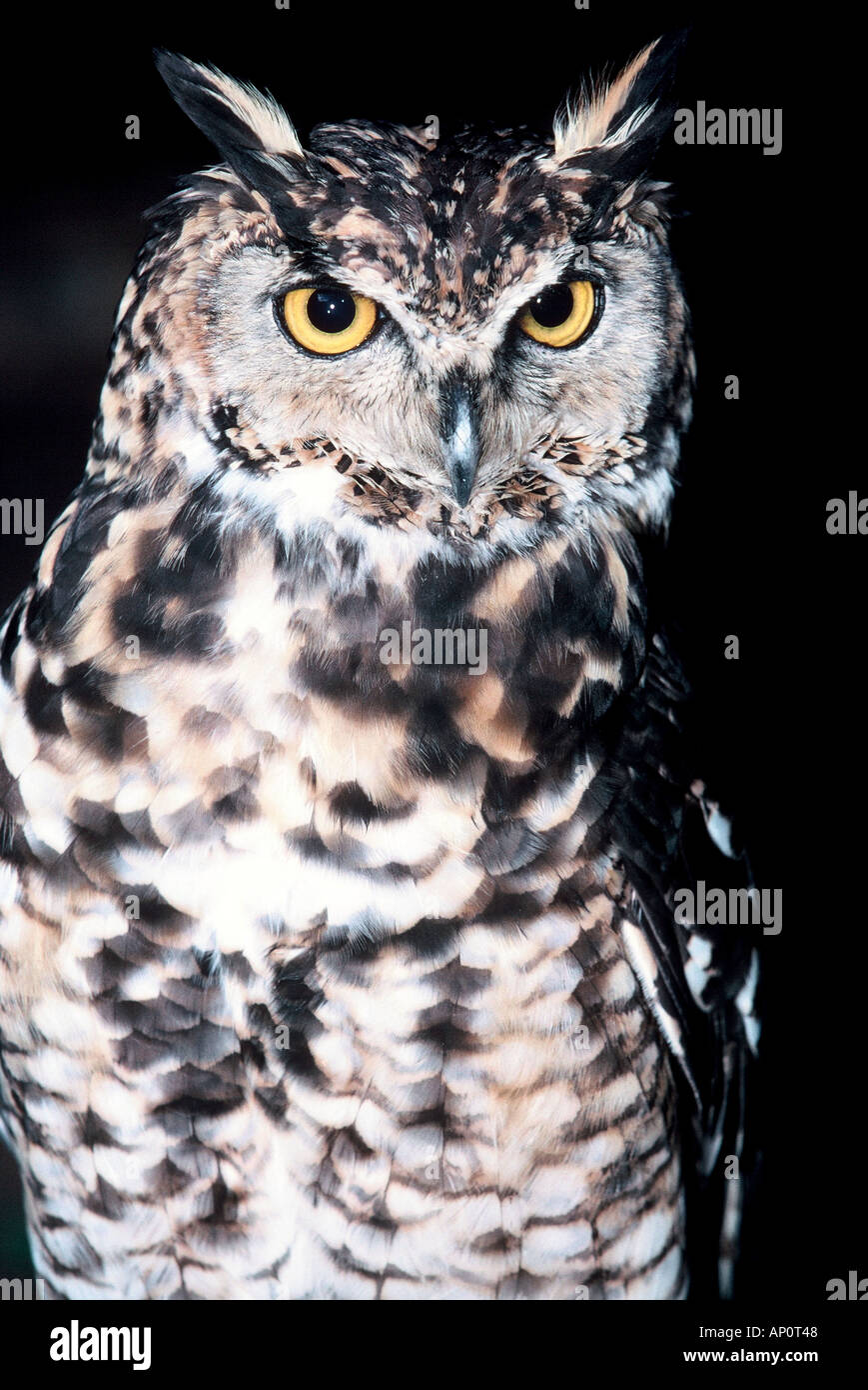 Cape eagle owl bubo capensis hi-res stock photography and images - Alamy