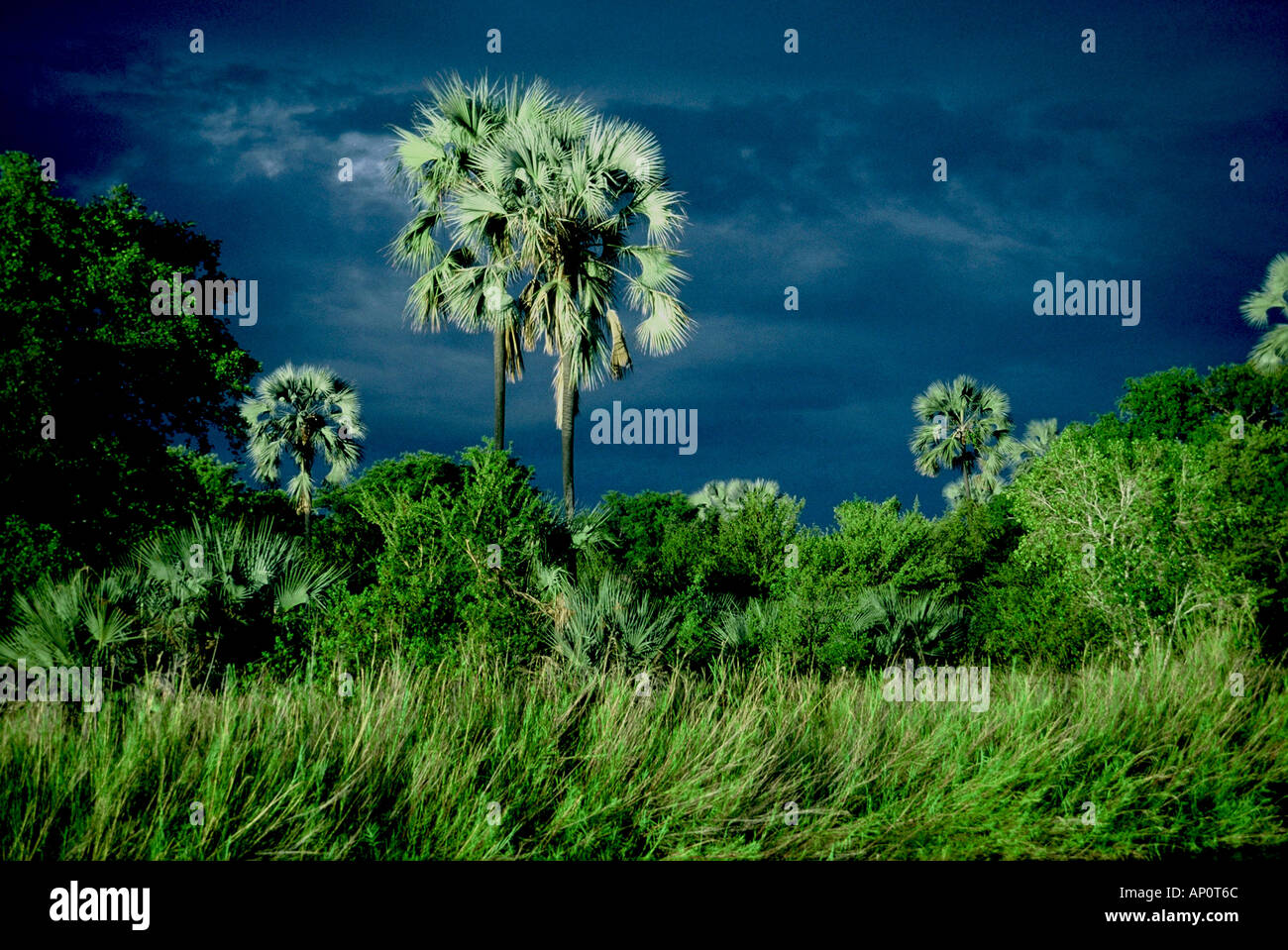 Ilala Palm, Hypheanae bengulensis Stock Photo - Alamy