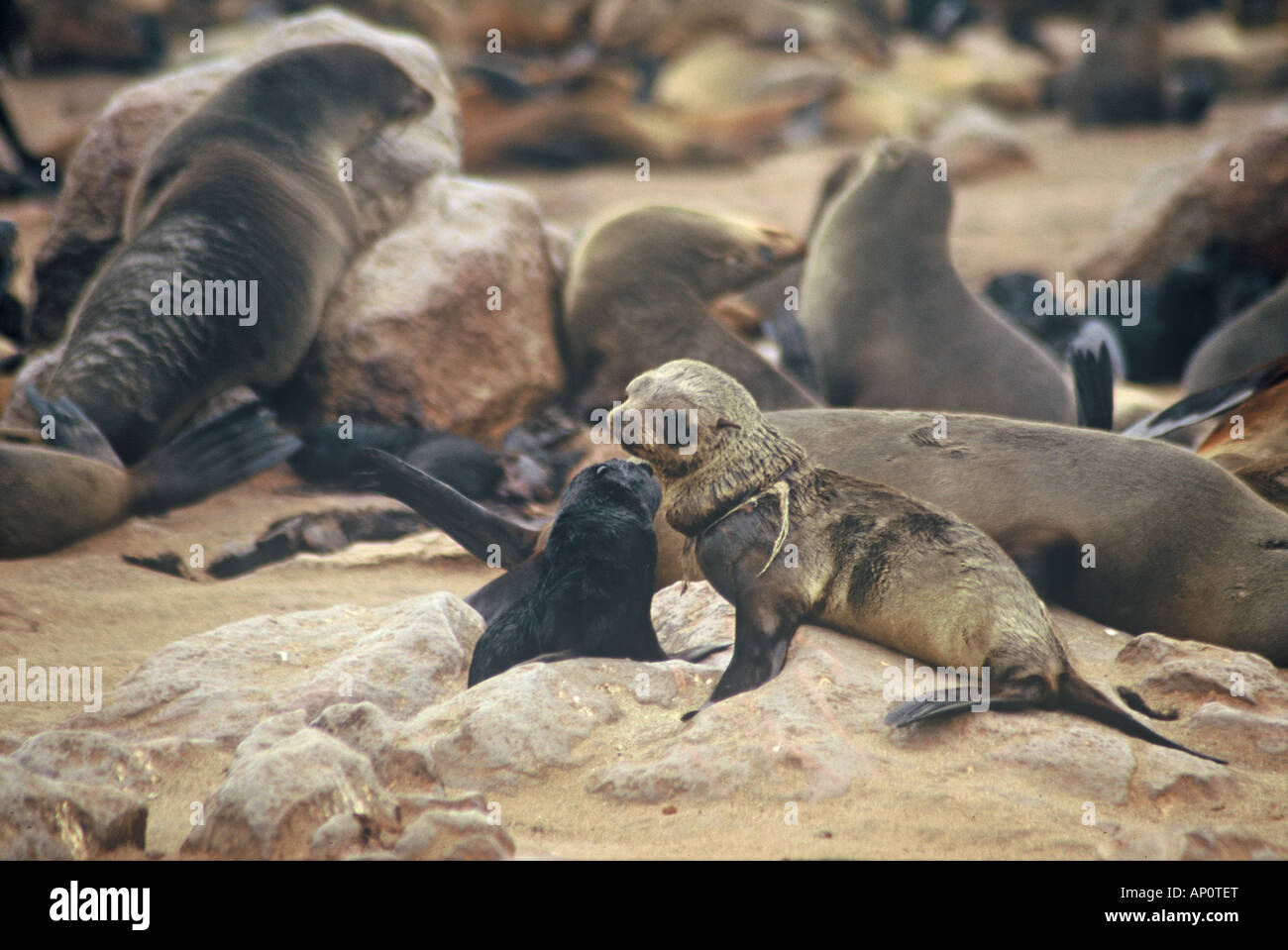 Seal fish net hi-res stock photography and images - Alamy