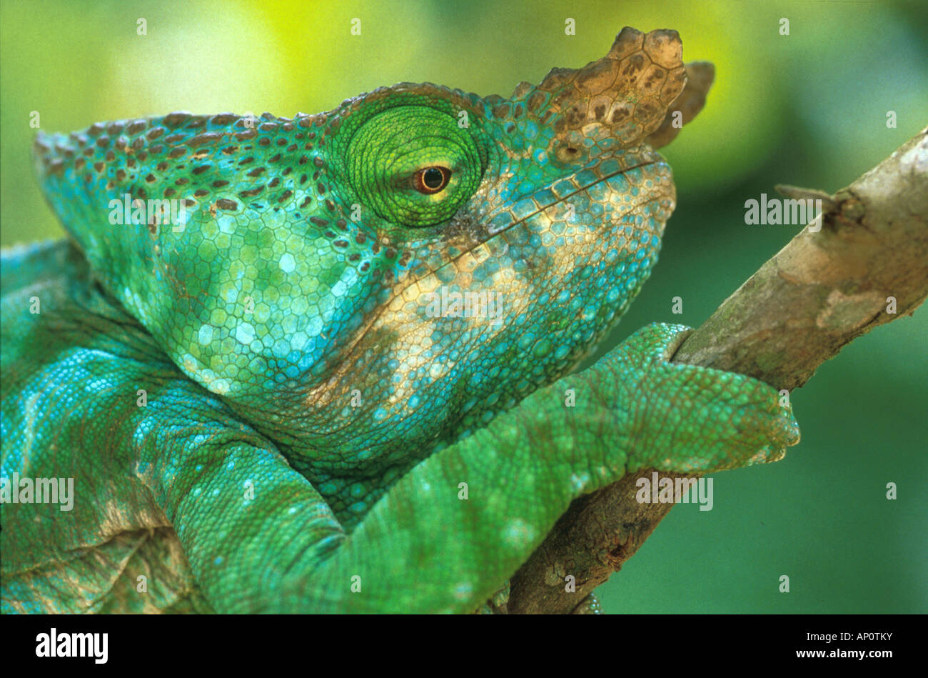 Parsons Chameleon, Madagascar Stock Photo - Alamy