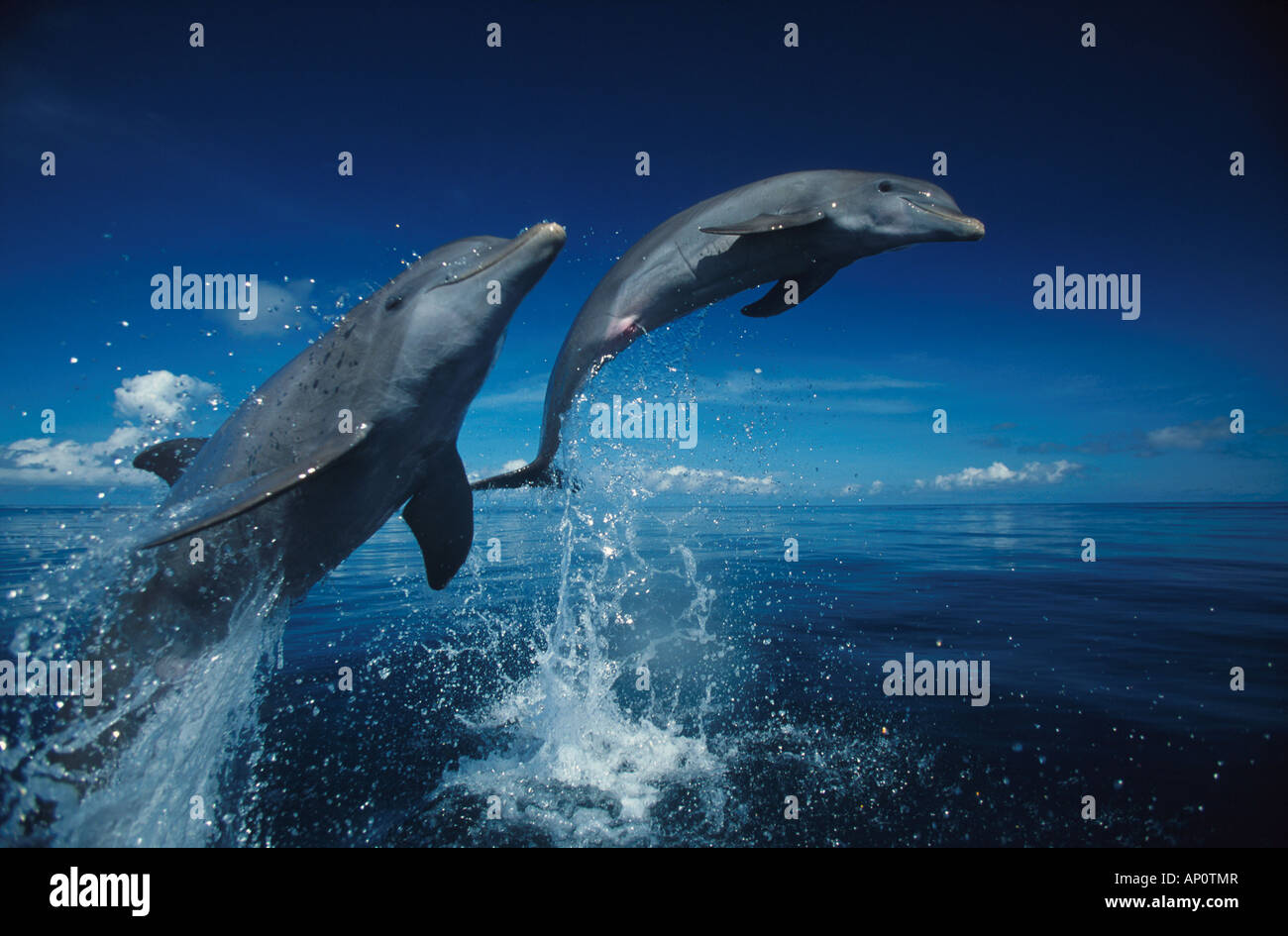 Dolphins not zoo hi-res stock photography and images - Alamy