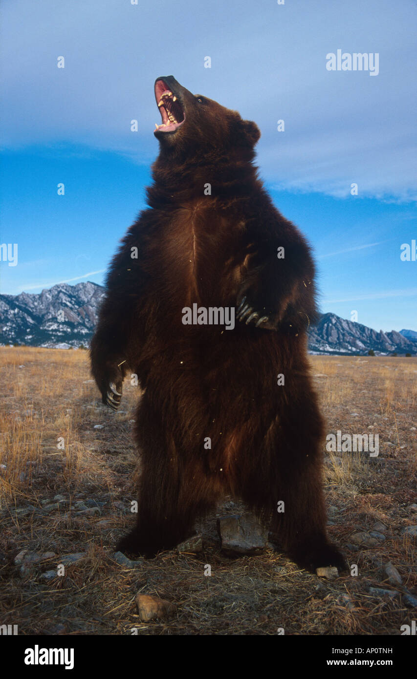 Kodiak island brown bear hi-res stock photography and images - Alamy