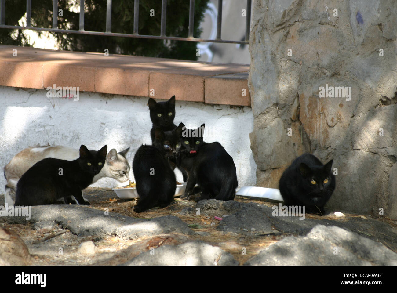 Feral animals hi-res stock photography and images - Alamy