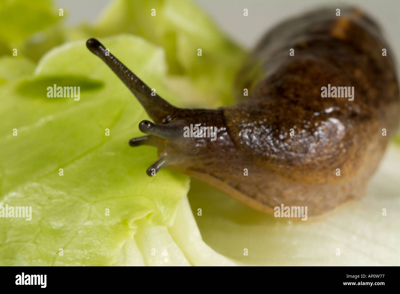 Slug face hi-res stock photography and images - Alamy