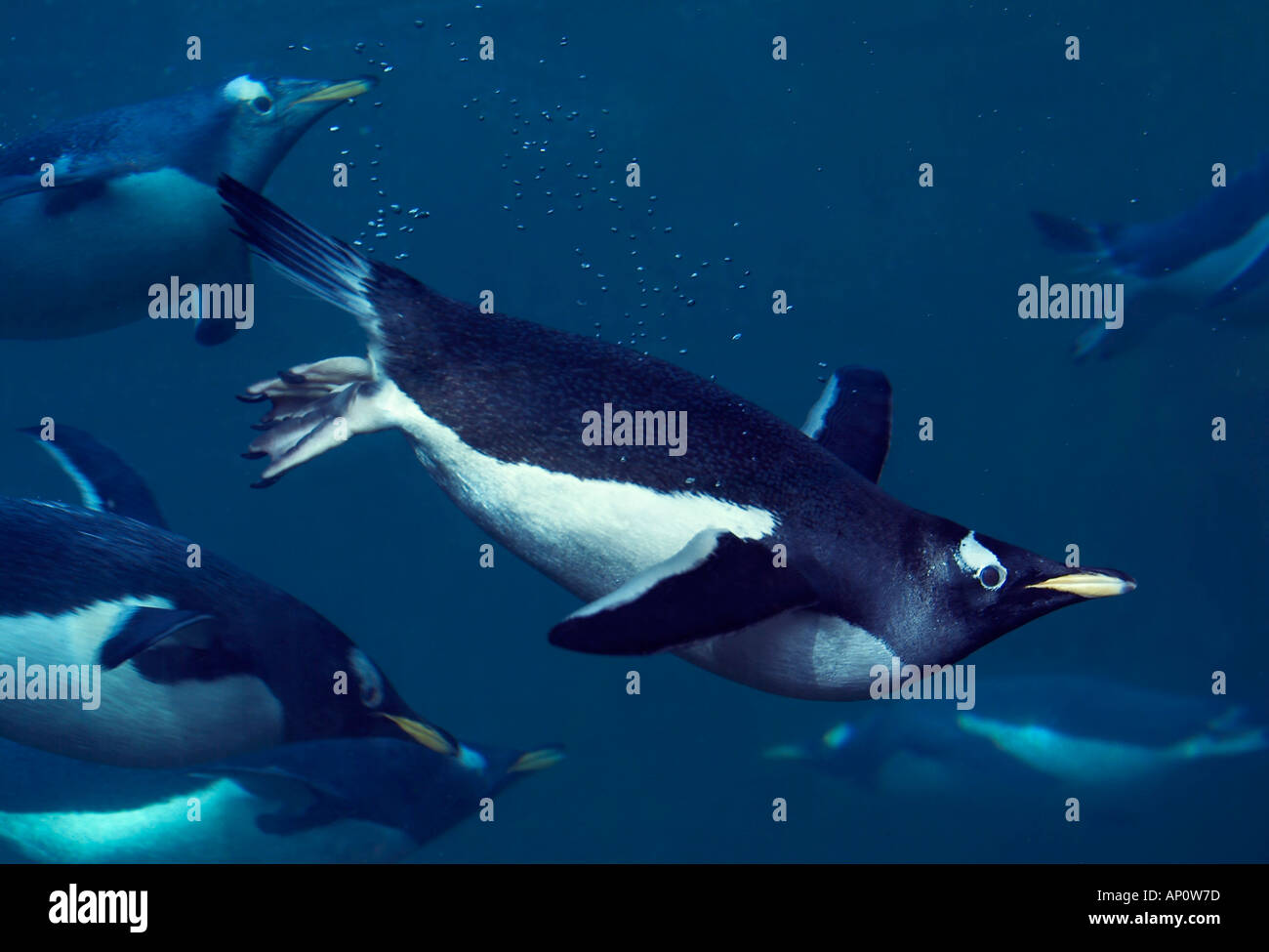 Gentoo Penguins Swimming Stock Photos & Gentoo Penguins Swimming Stock ...