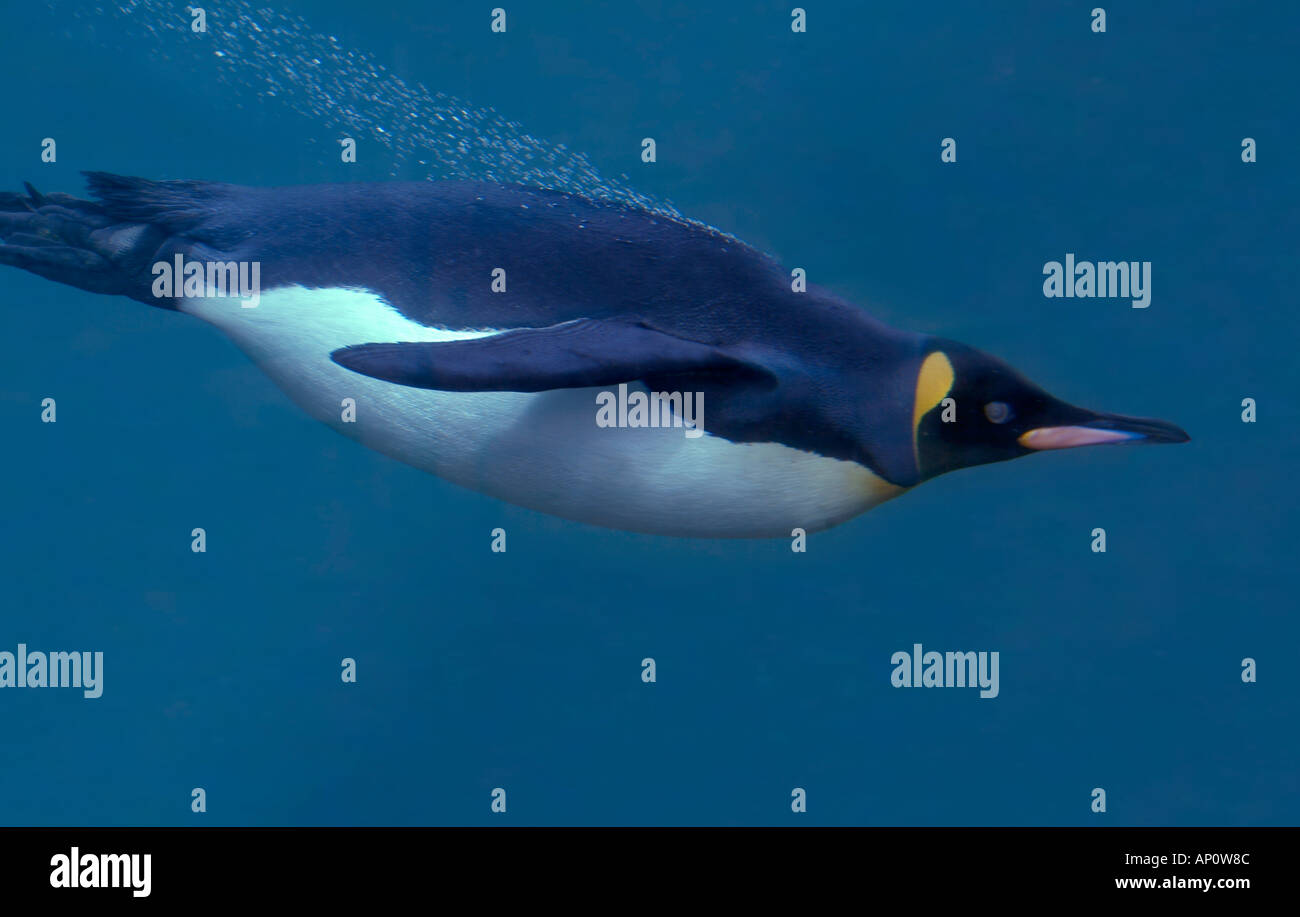 Penguin Underwater High Resolution Stock Photography and Images - Alamy