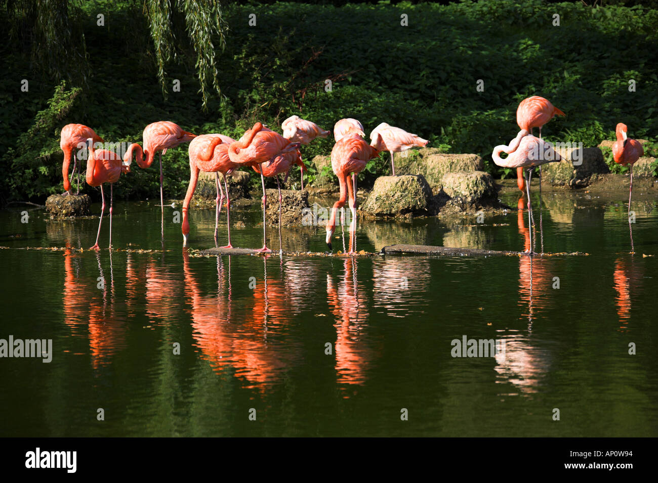 American or Caribbean Flamingo, Phoenicopterus ruber, Phoenicopteridae ...