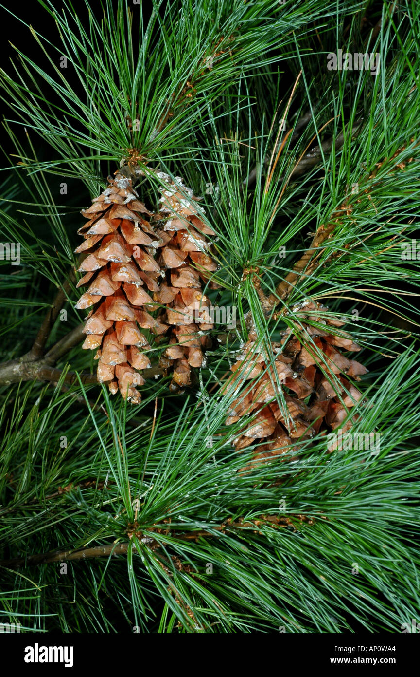 Scotch pine cone hi-res stock photography and images - Alamy