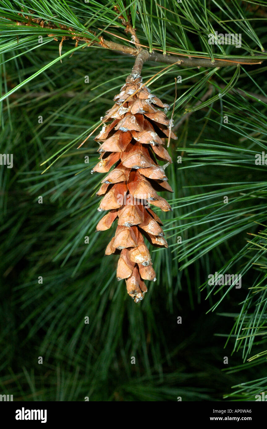 Scotch pine cone Stock Photo - Alamy
