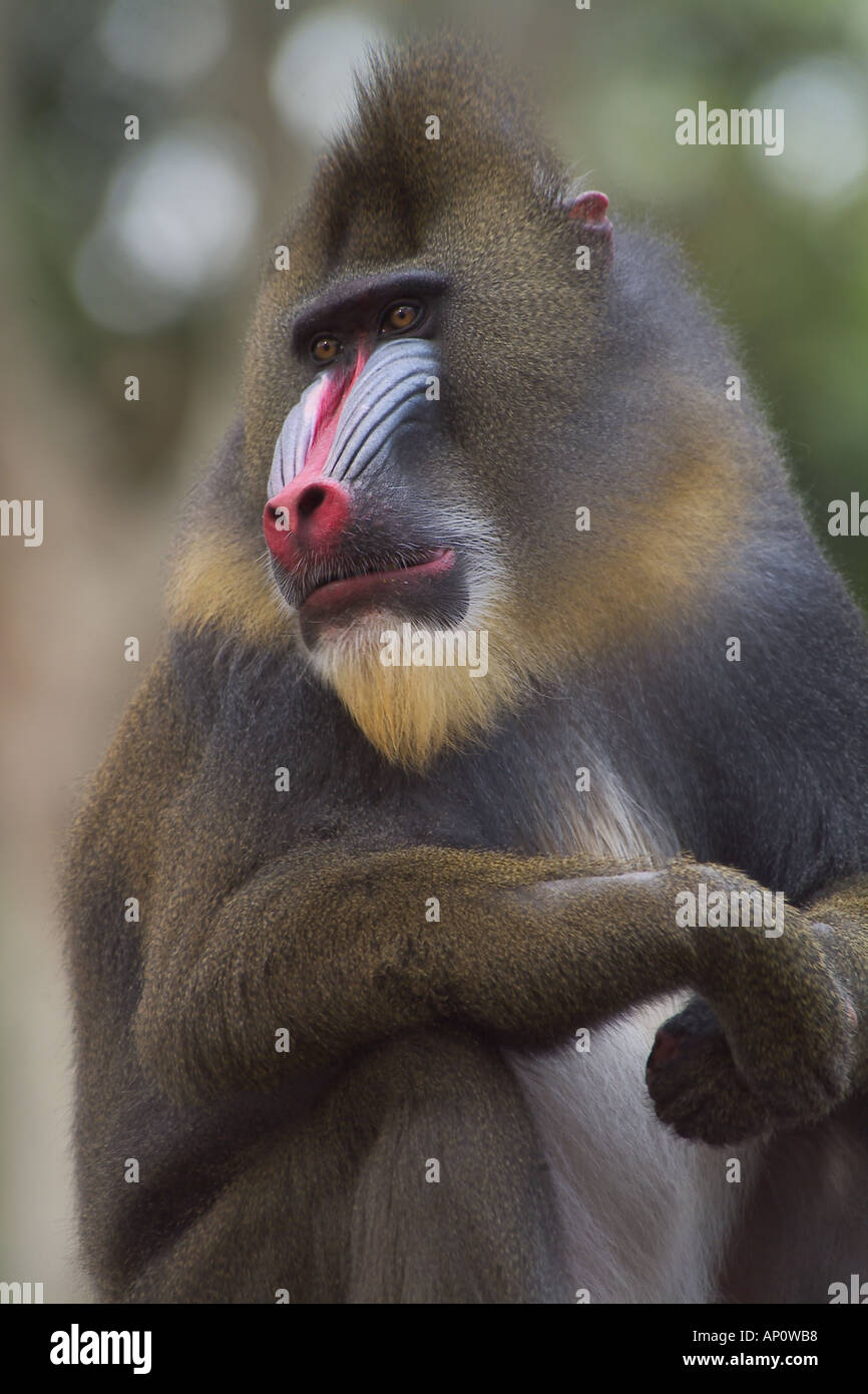 MANDRILL Mandrillus sphinx Stock Photo - Alamy