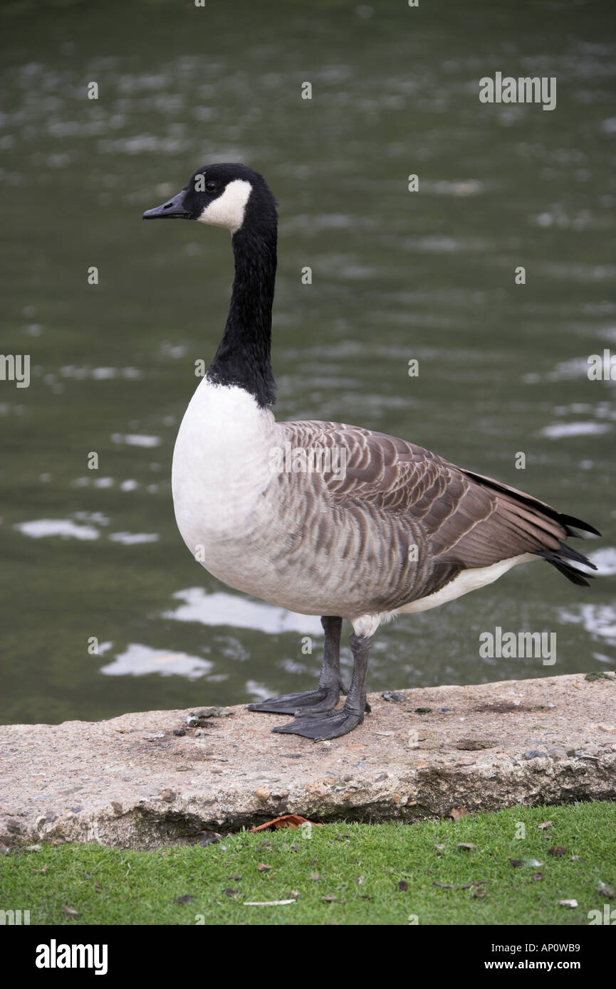 Canada Goose, Branta canadensis, Anatidae Stock Photo - Alamy