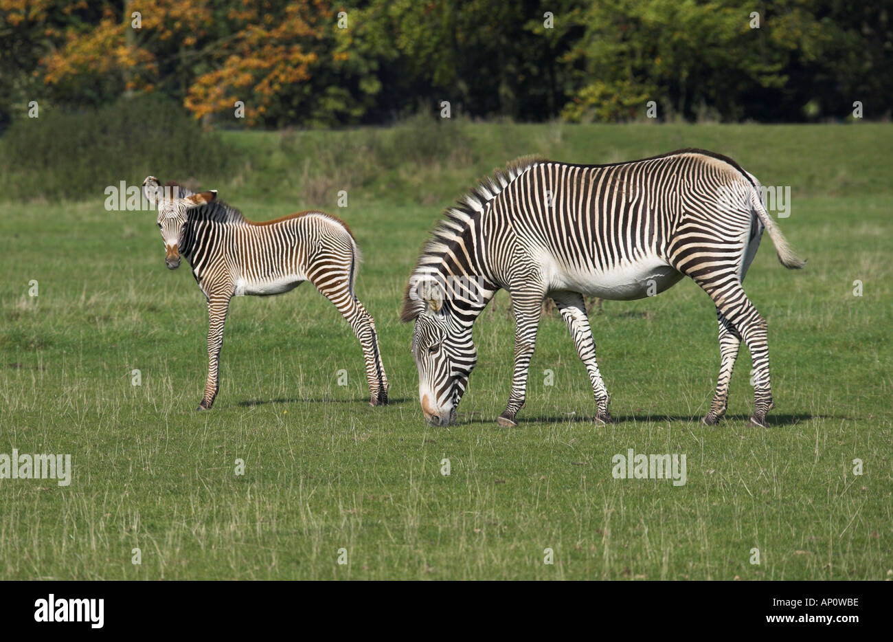 Baby grevy zebra hi-res stock photography and images - Alamy