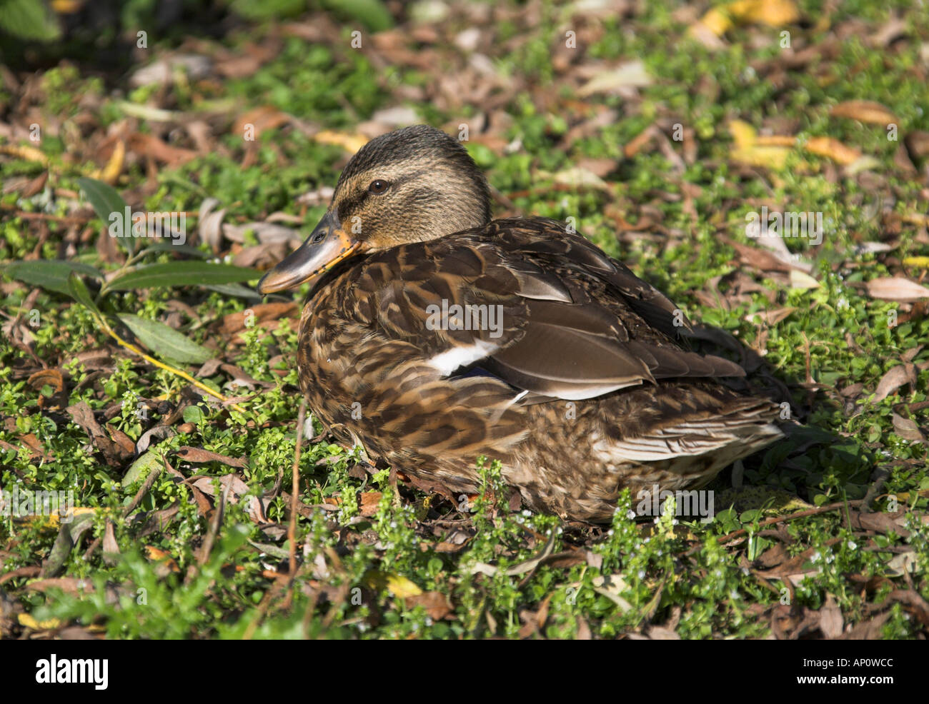 Female Mallard Duck, Anas platyrhynchos, Anatidae Stock Photo - Alamy
