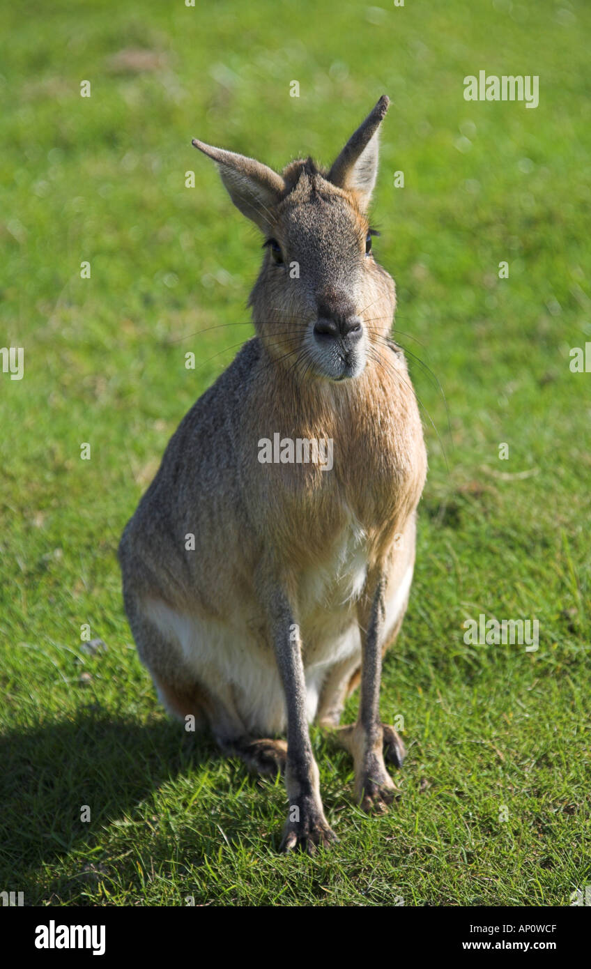 Rabbit patagonia hi-res stock photography and images - Alamy