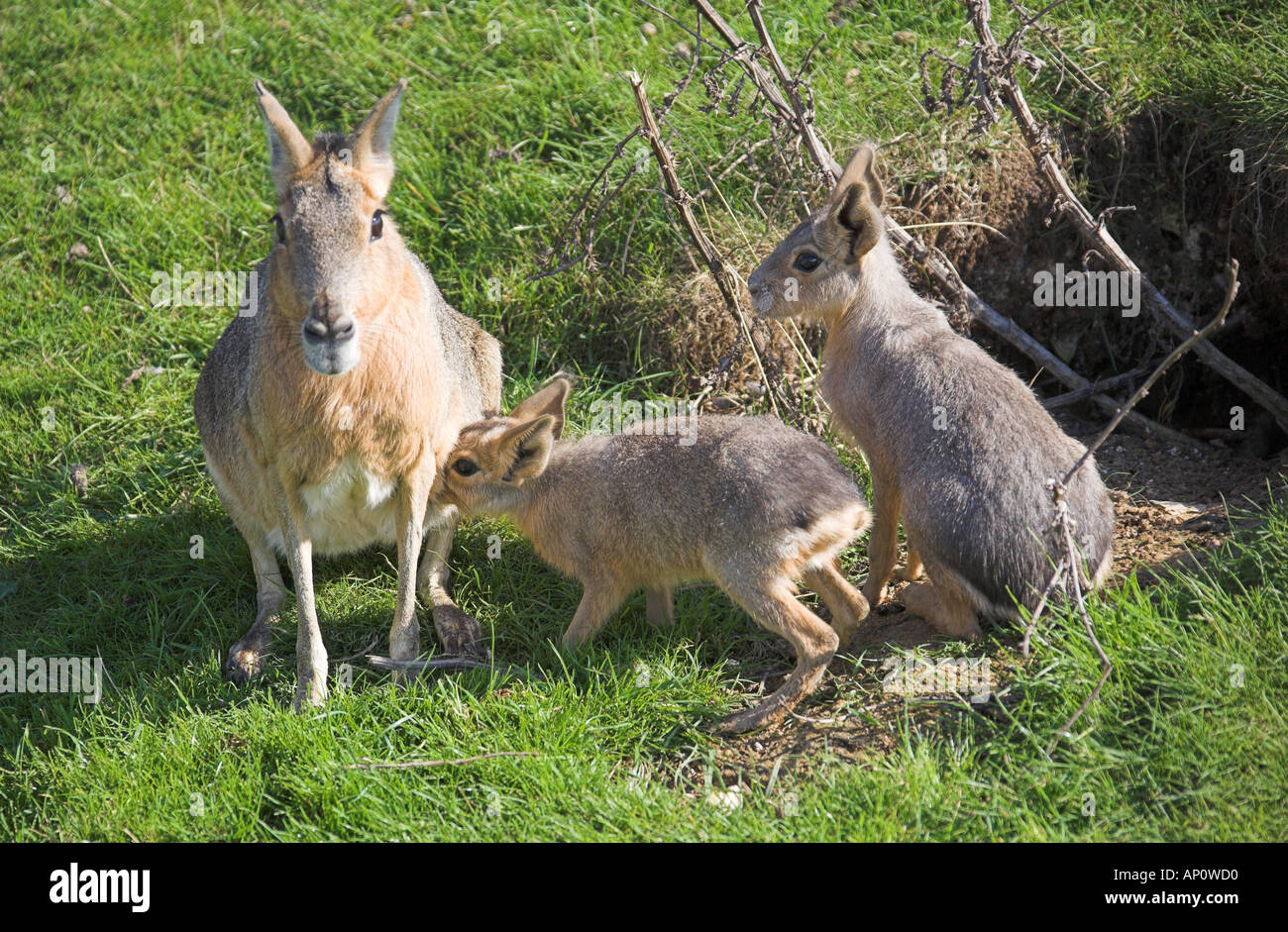 Female Mara Suckling Its Young Stock Photo - Alamy