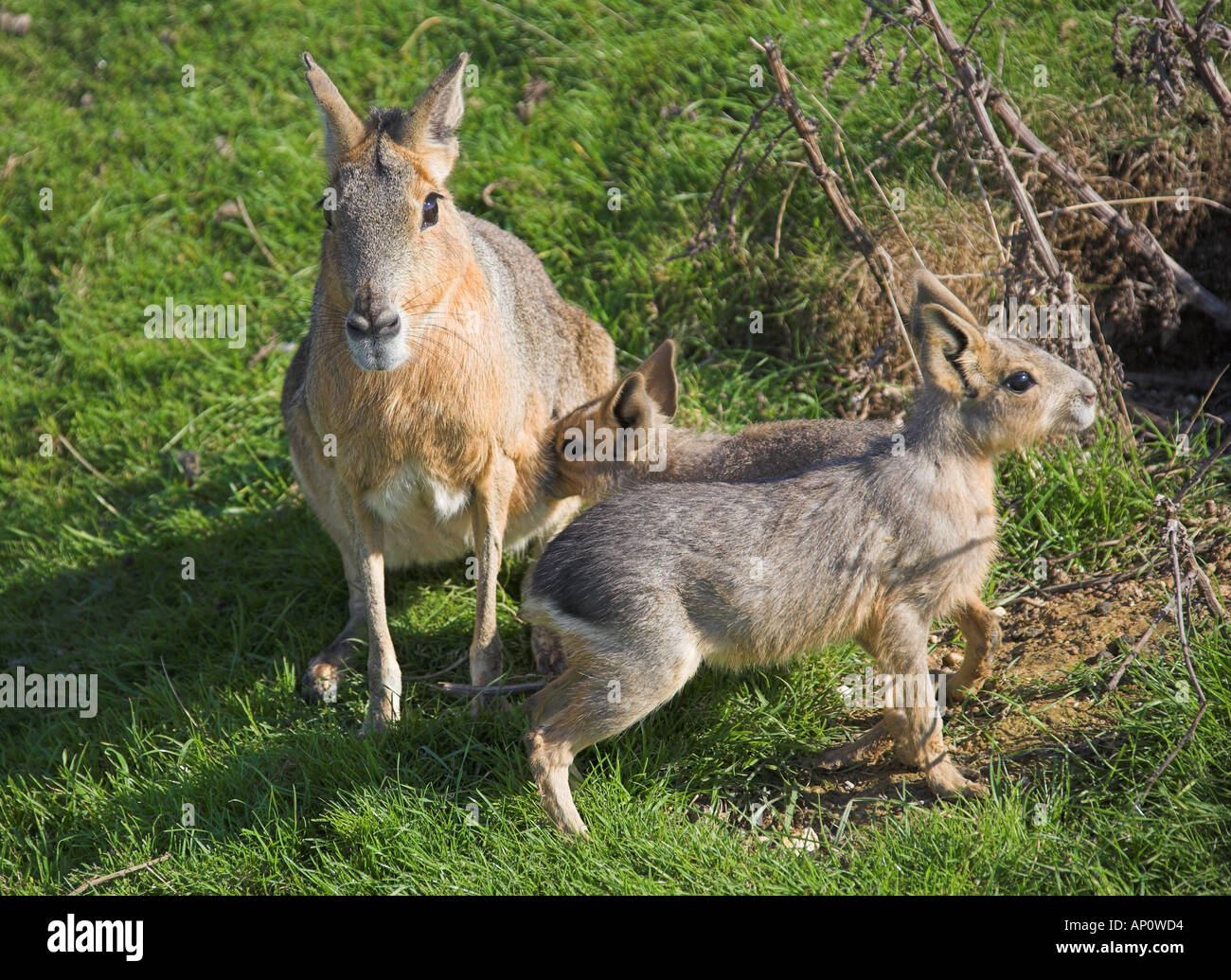 Mara with Young Stock Photo - Alamy