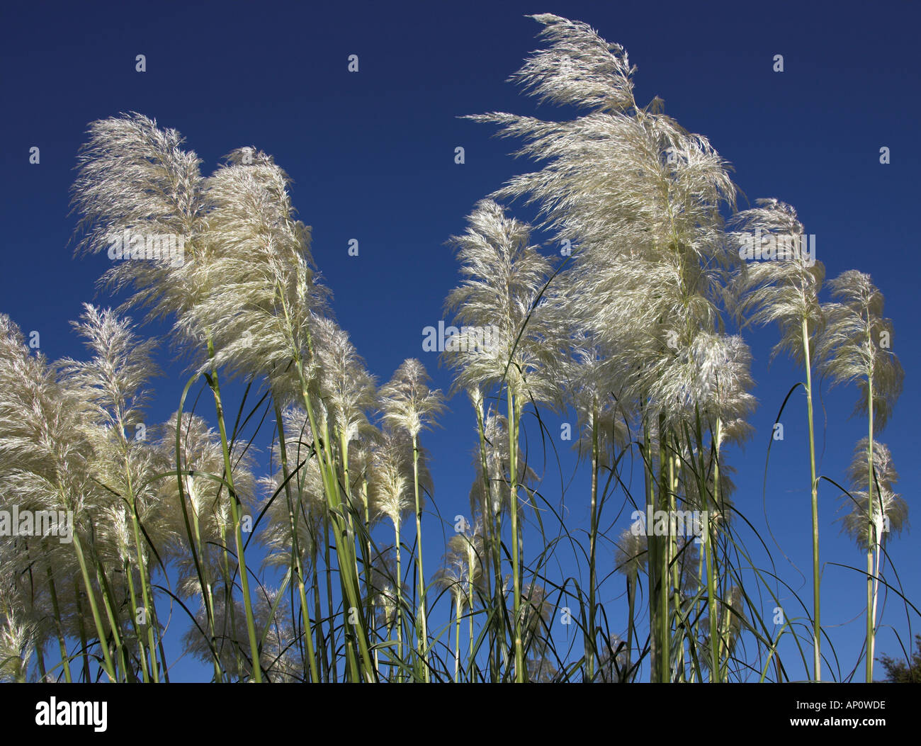 Silvery pampas grass hi-res stock photography and images - Alamy