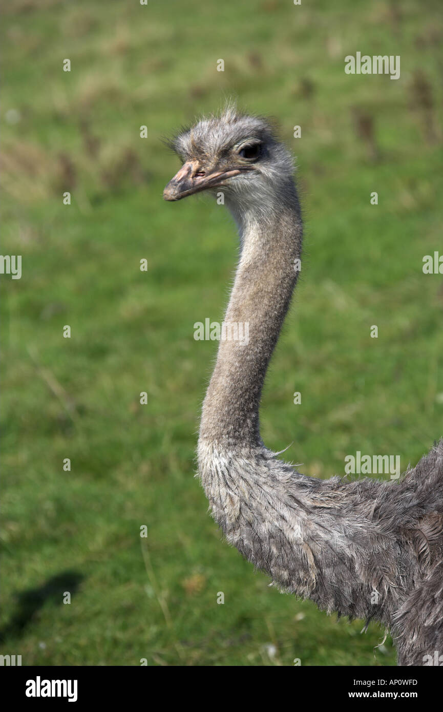 Ostrich, Struthio camelus, Struthionidae Stock Photo - Alamy