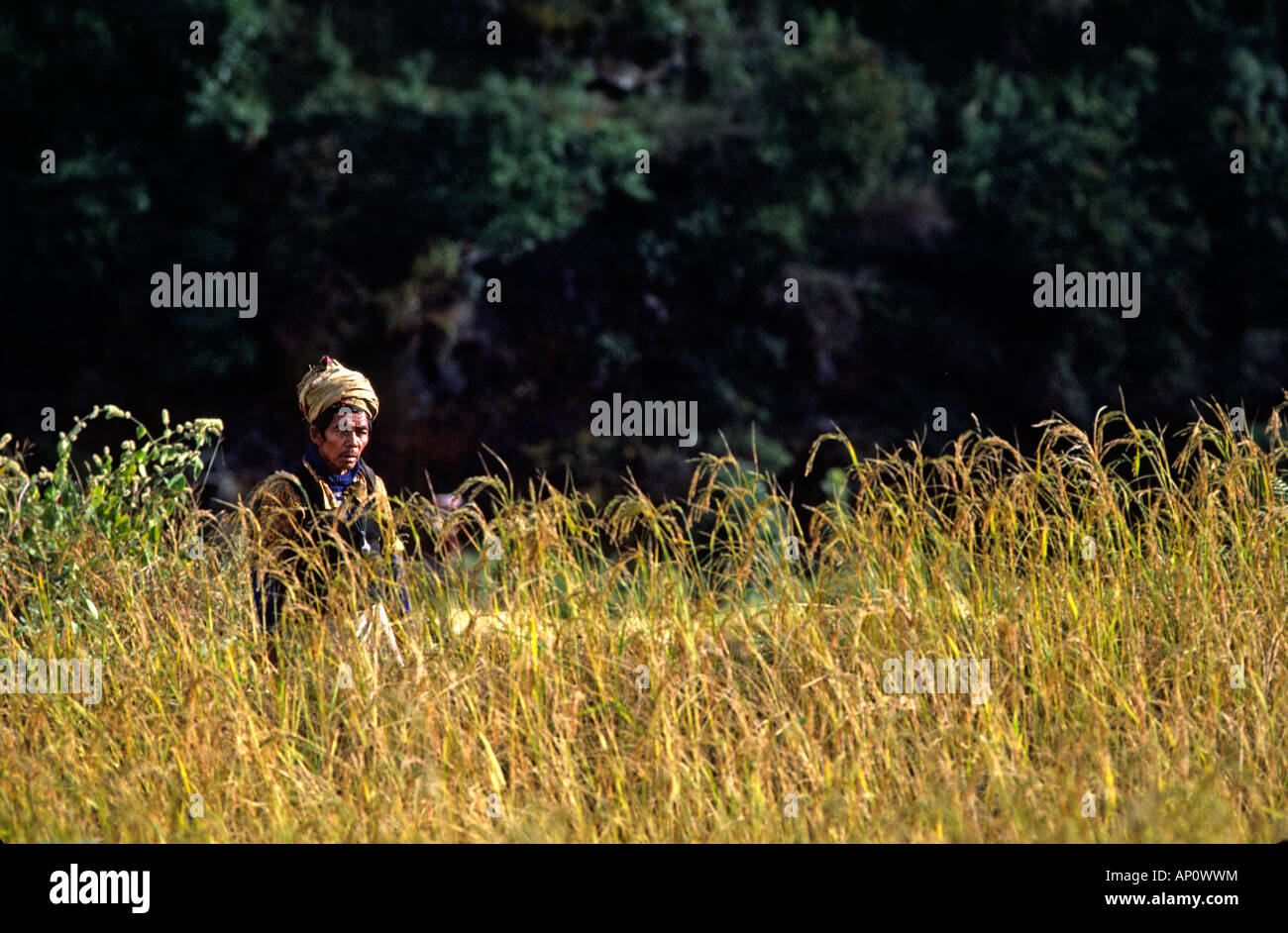 NEPALI man in a rice field GANESH HIMAL NEPAL Stock Photo - Alamy