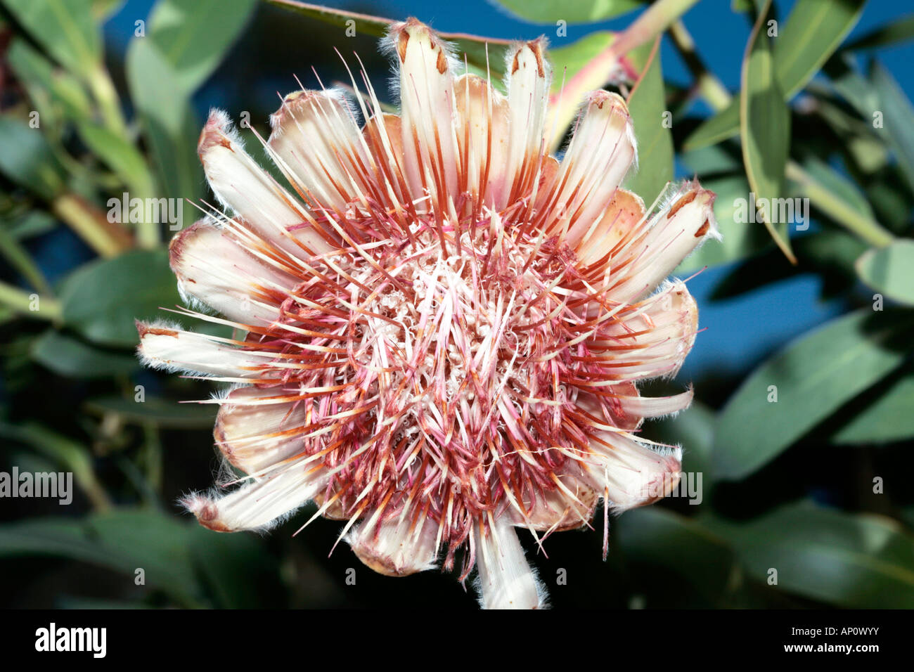 Protea aurea hi-res stock photography and images - Alamy