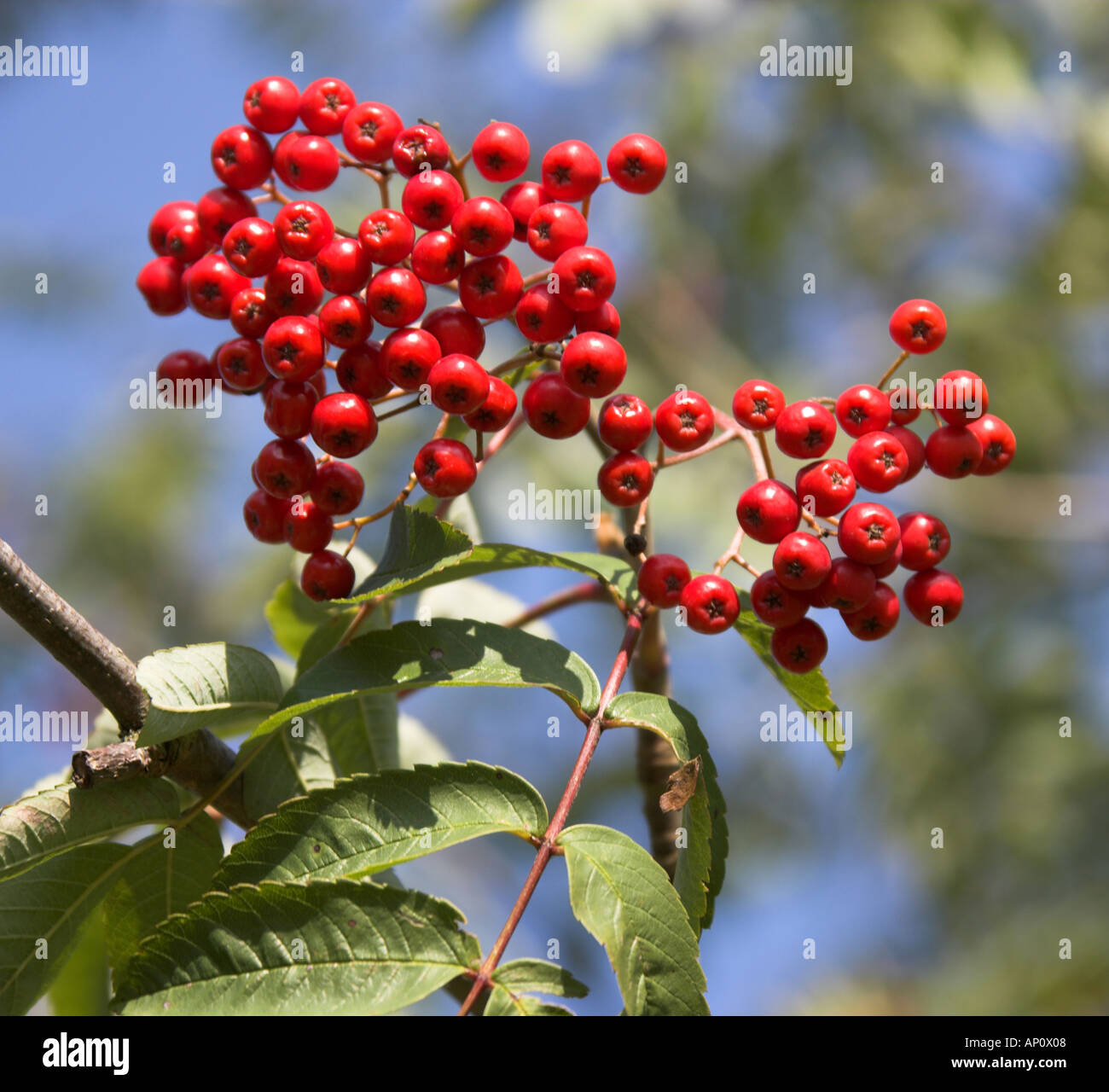 Sorbus berries tree garden uk hi-res stock photography and images - Alamy
