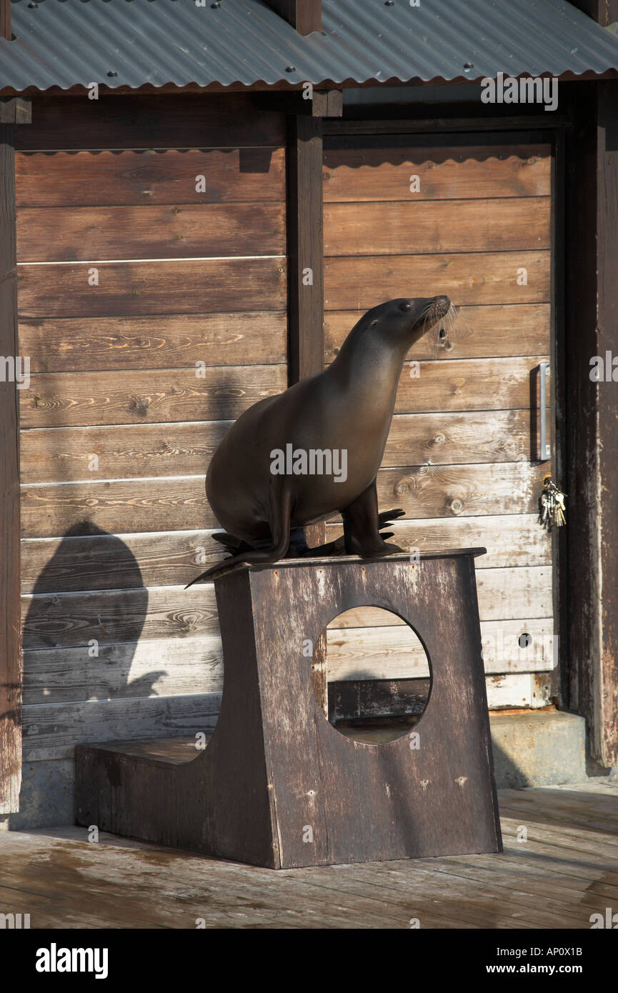 Seal performing tricks hi-res stock photography and images - Alamy