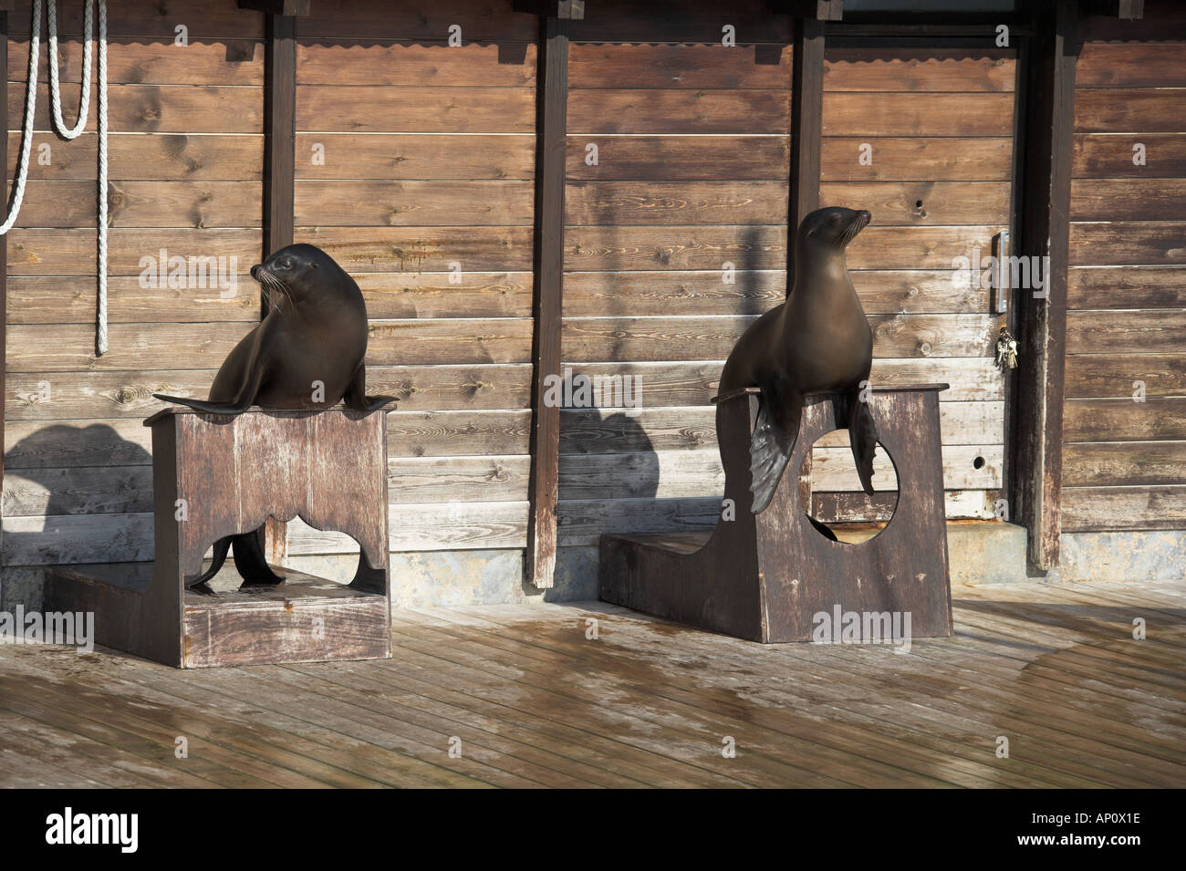 Performing seal hi-res stock photography and images - Alamy