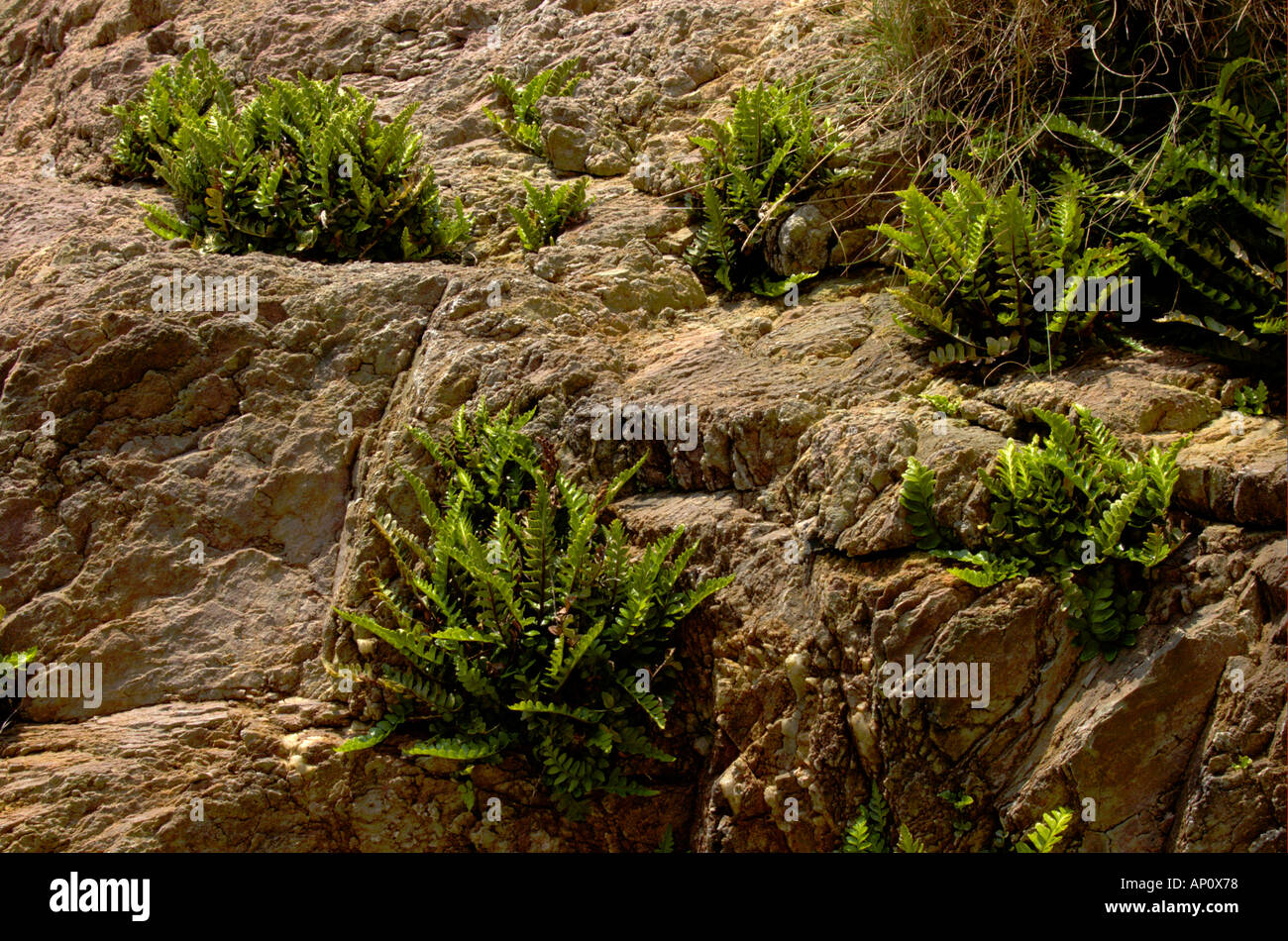 Ferns on a cliffface at Rhoscolyn Anglesey North Wales Stock Photo - Alamy