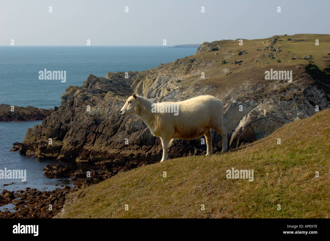 Sheep on edge cliff hi-res stock photography and images - Alamy