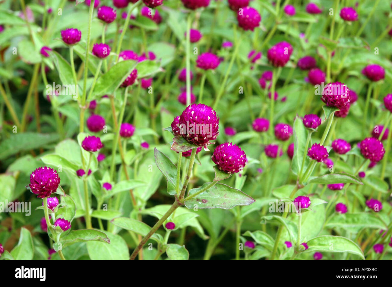 Botany amaranthaceae globe hi-res stock photography and images - Alamy