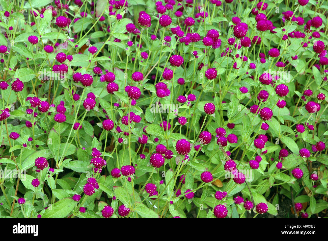 Globe amaranths hi-res stock photography and images - Alamy