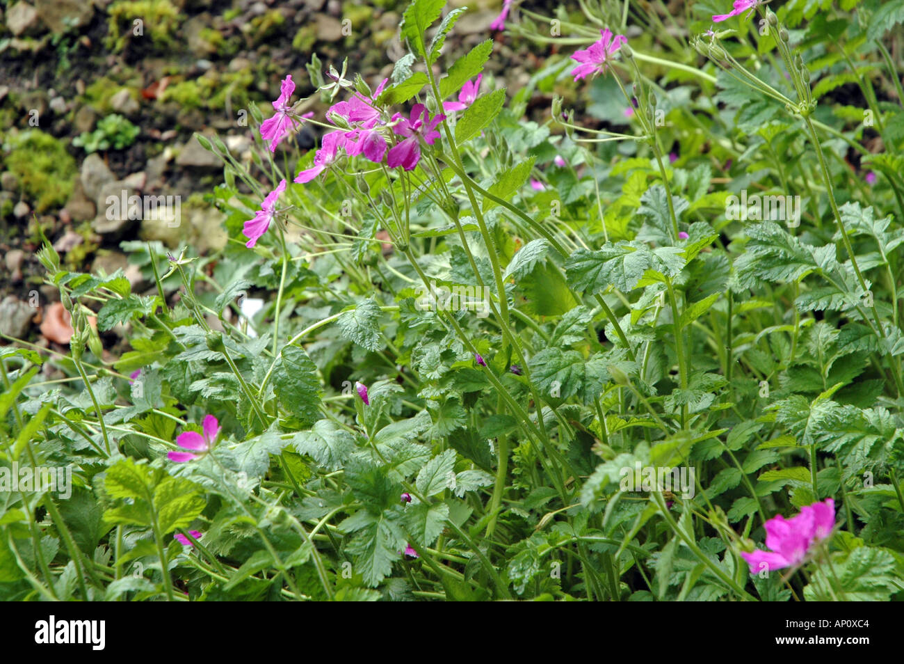 Stork s bill hi-res stock photography and images - Alamy