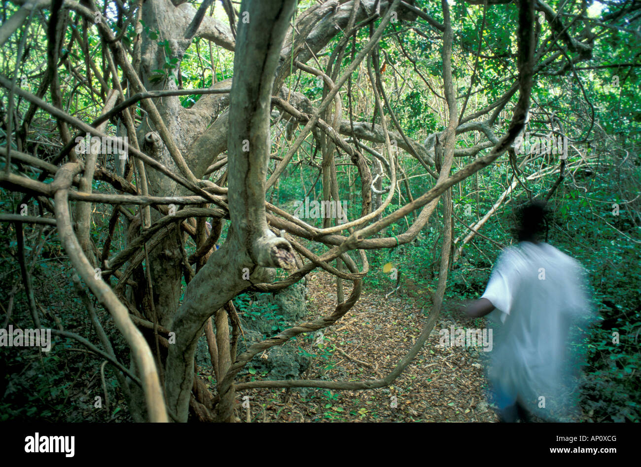 Ranger between liane trees, Coral Rag Forest, nature reserve, Chumbe ...