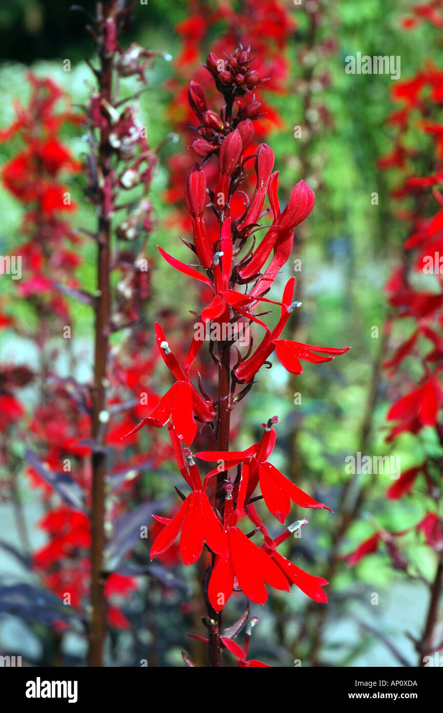 Lobeliaceae hi-res stock photography and images - Alamy